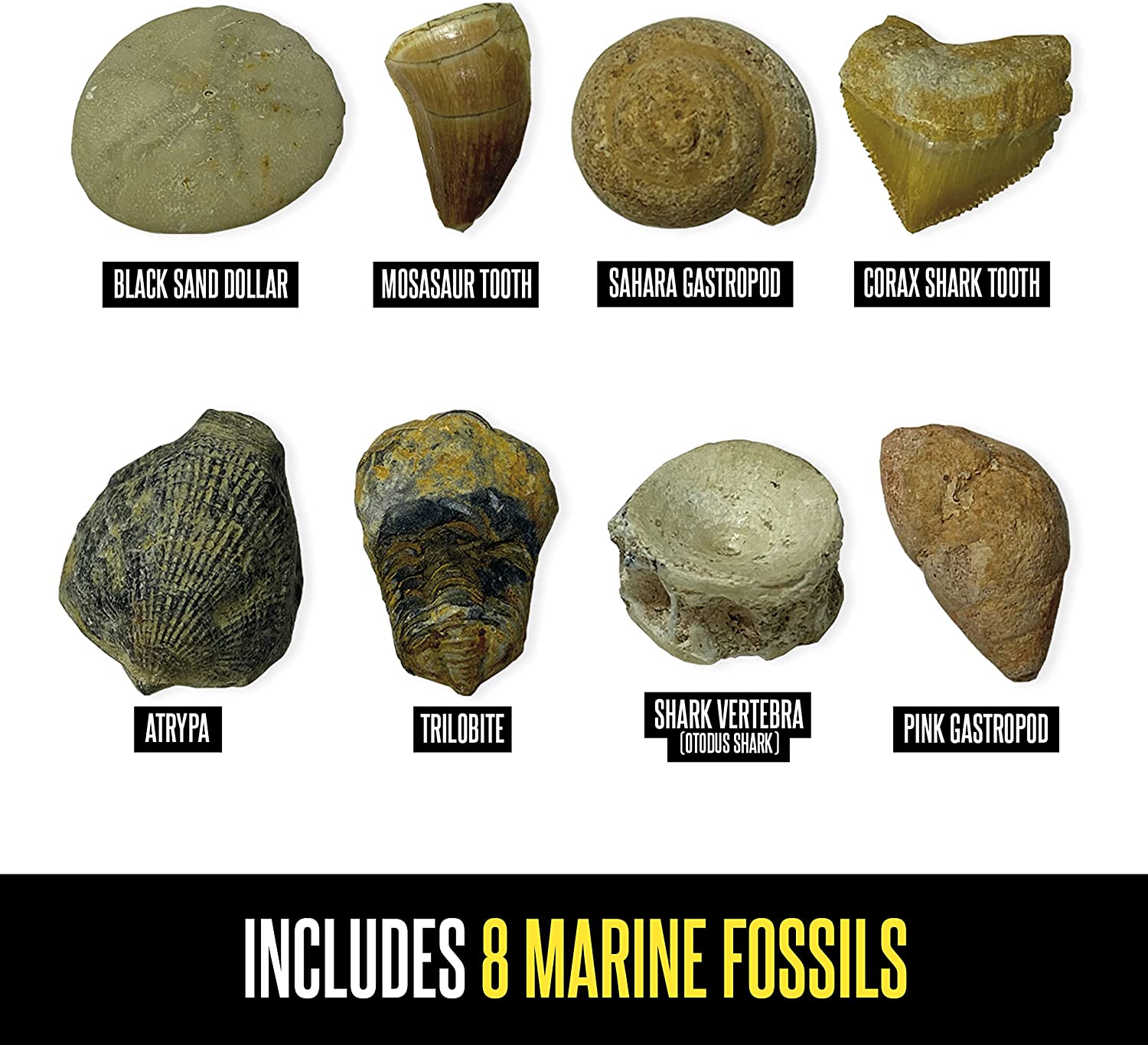 Geosafari® Fossil Excavation Kit | Cogs Toys & Games Ireland