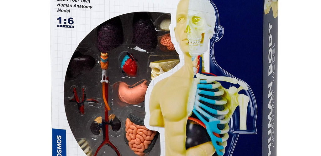 Human Body Anatomy Model